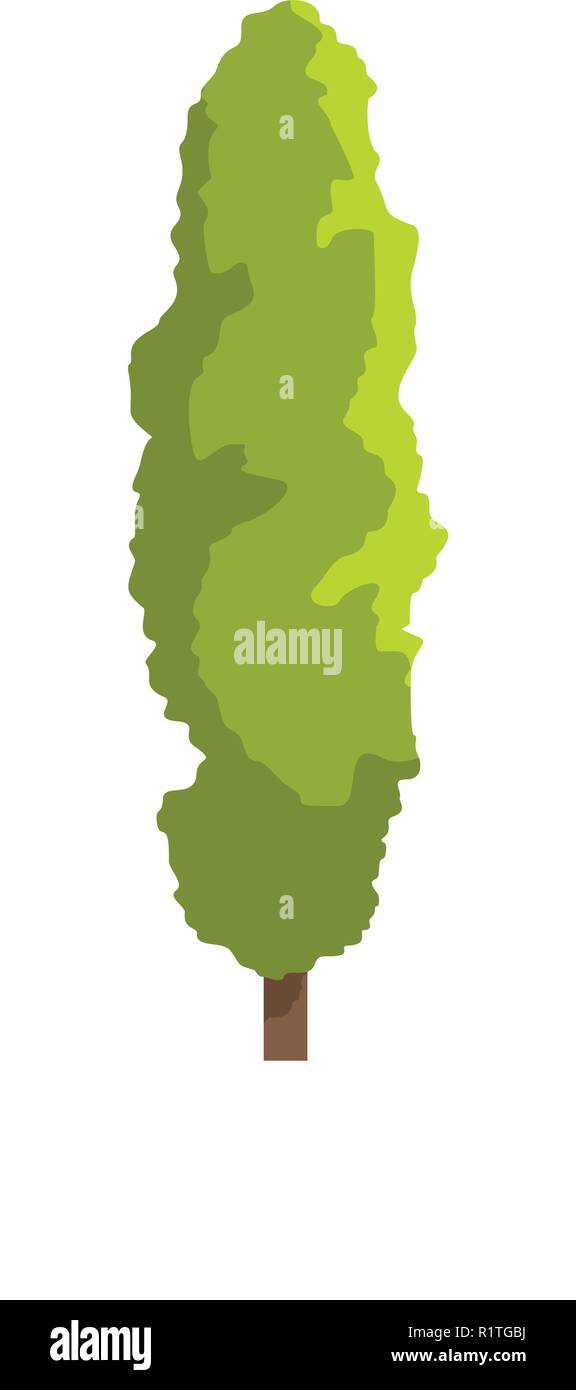 Poplar tree icon. Flat illustration of poplar tree vector icon isolated ...
