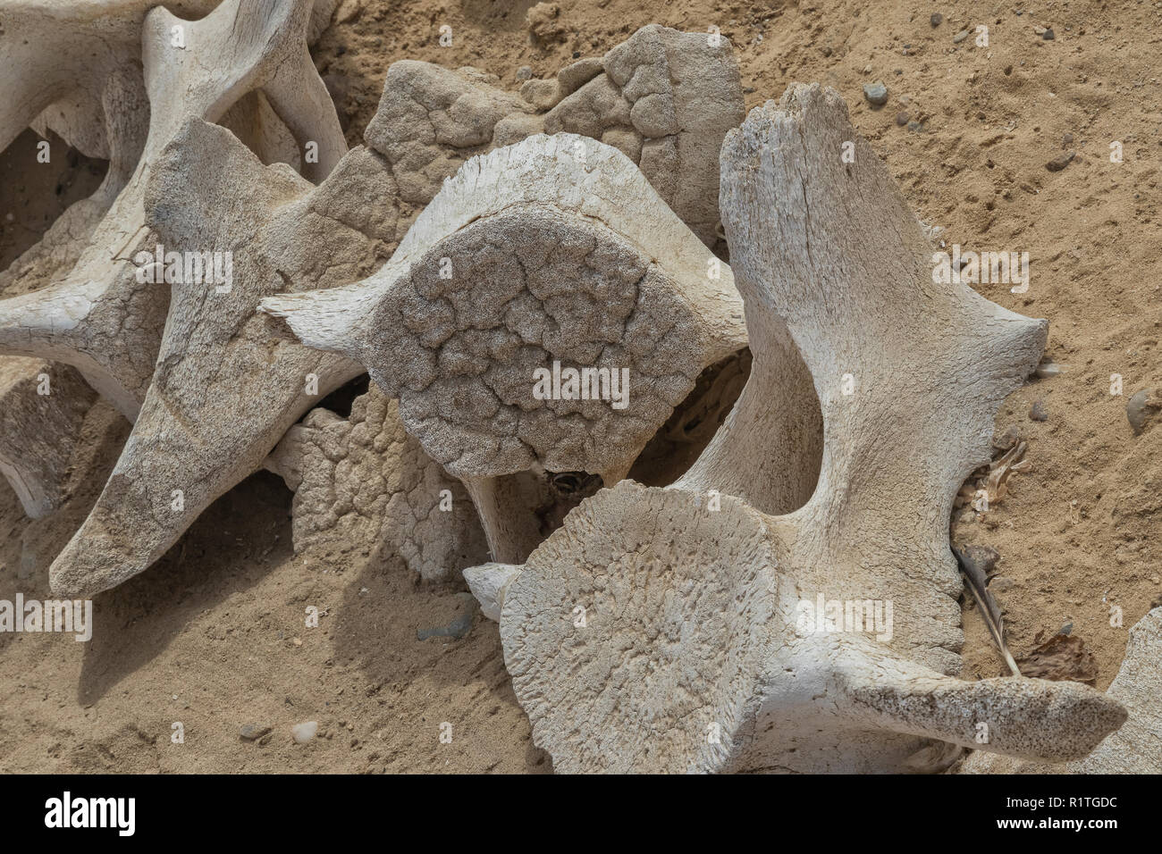Skeleton humpback whale hi-res stock photography and images - Alamy