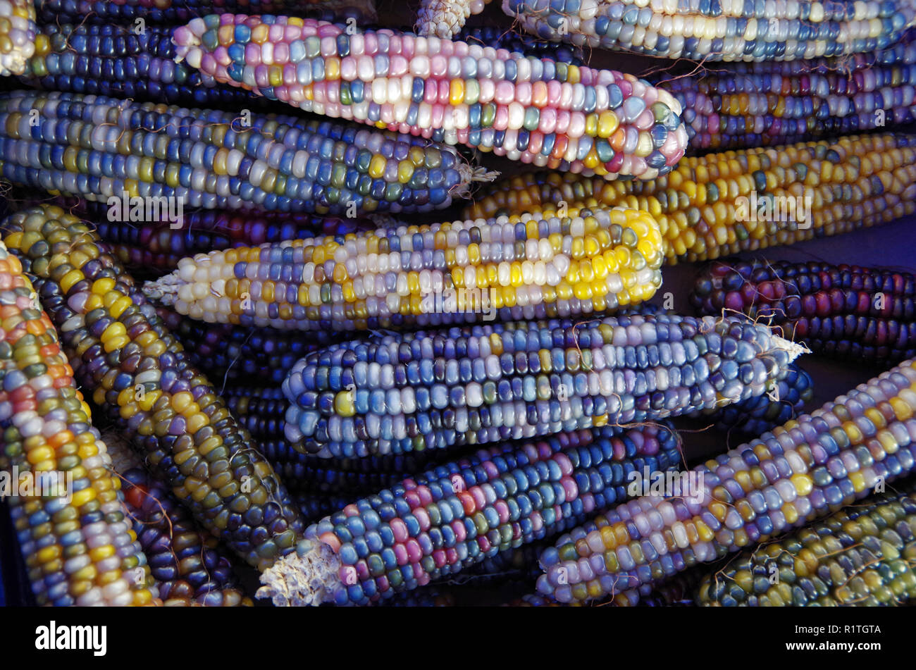 Colorful stack of Indian corn husks Stock Photo - Alamy