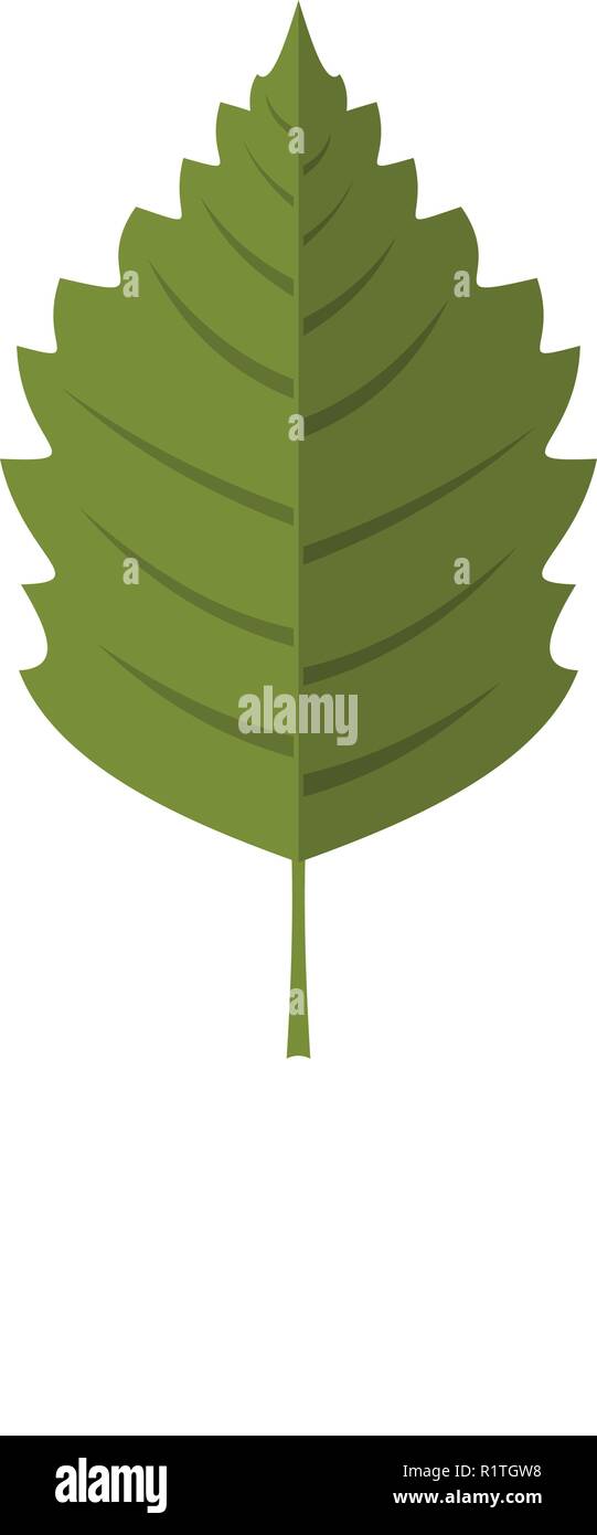 Alder leaf icon. Flat illustration of alder leaf vector icon isolated ...