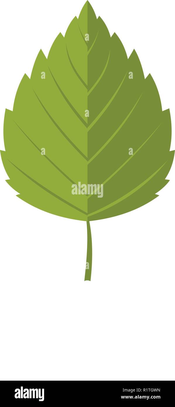 Birch leaf icon. Flat illustration of birch leaf vector icon isolated ...