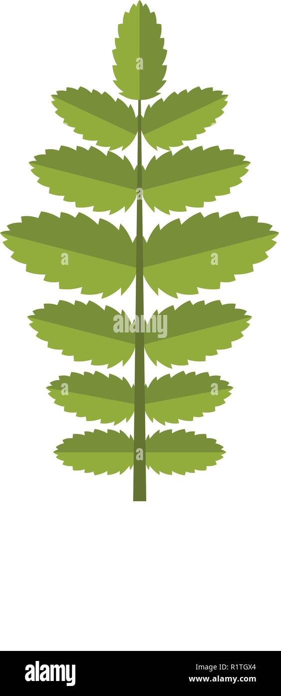 Rowan leaf icon. Flat illustration of rowan leaf vector icon isolated ...