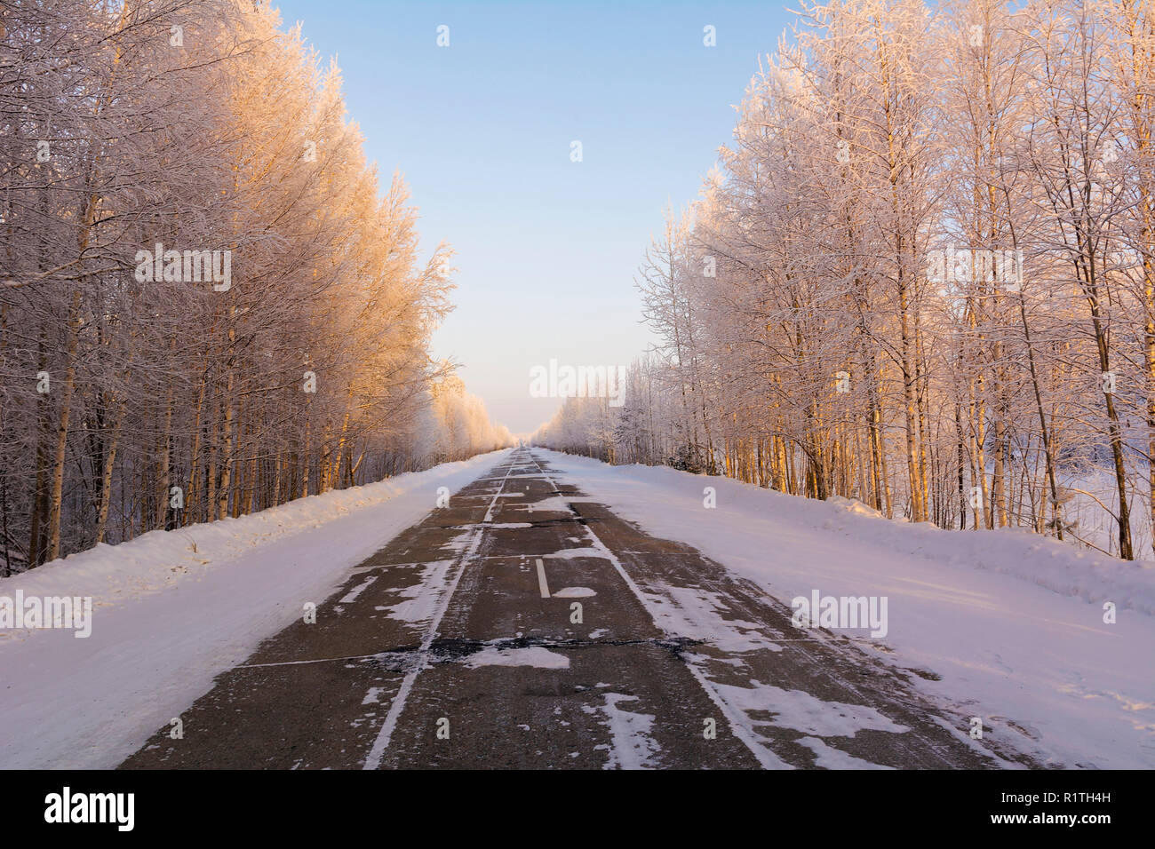 Tunnel of trees along a road hi-res stock photography and images - Alamy