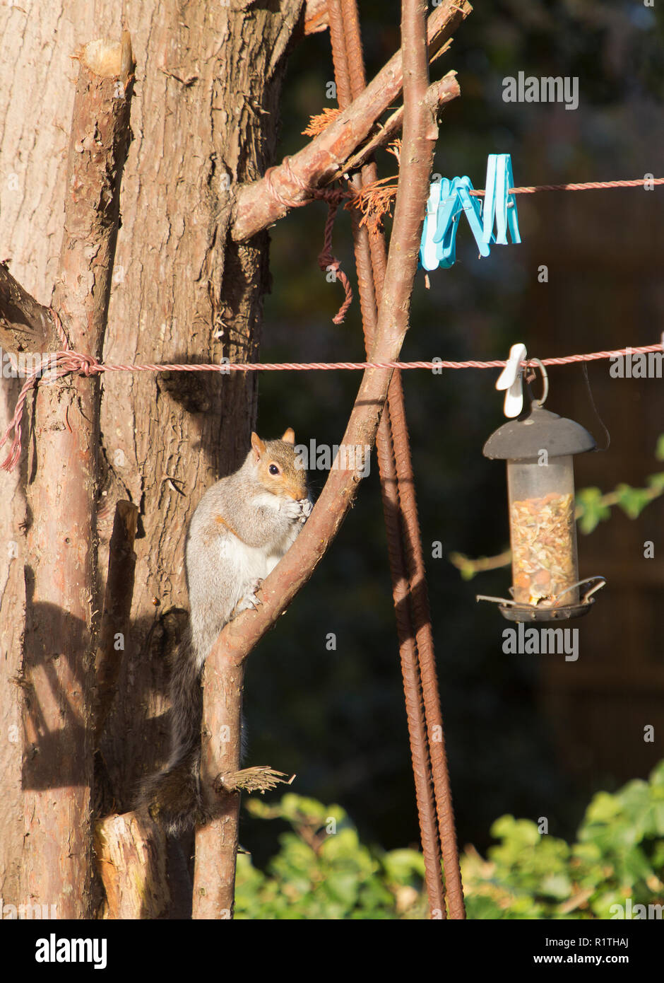 Urban grey squirrel raiding bird feeder handing on washing line in ...