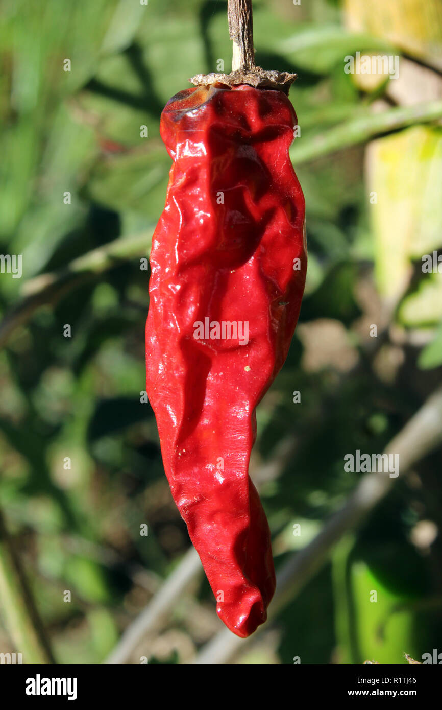 Chilli dried fruits growing hi-res stock photography and images - Alamy