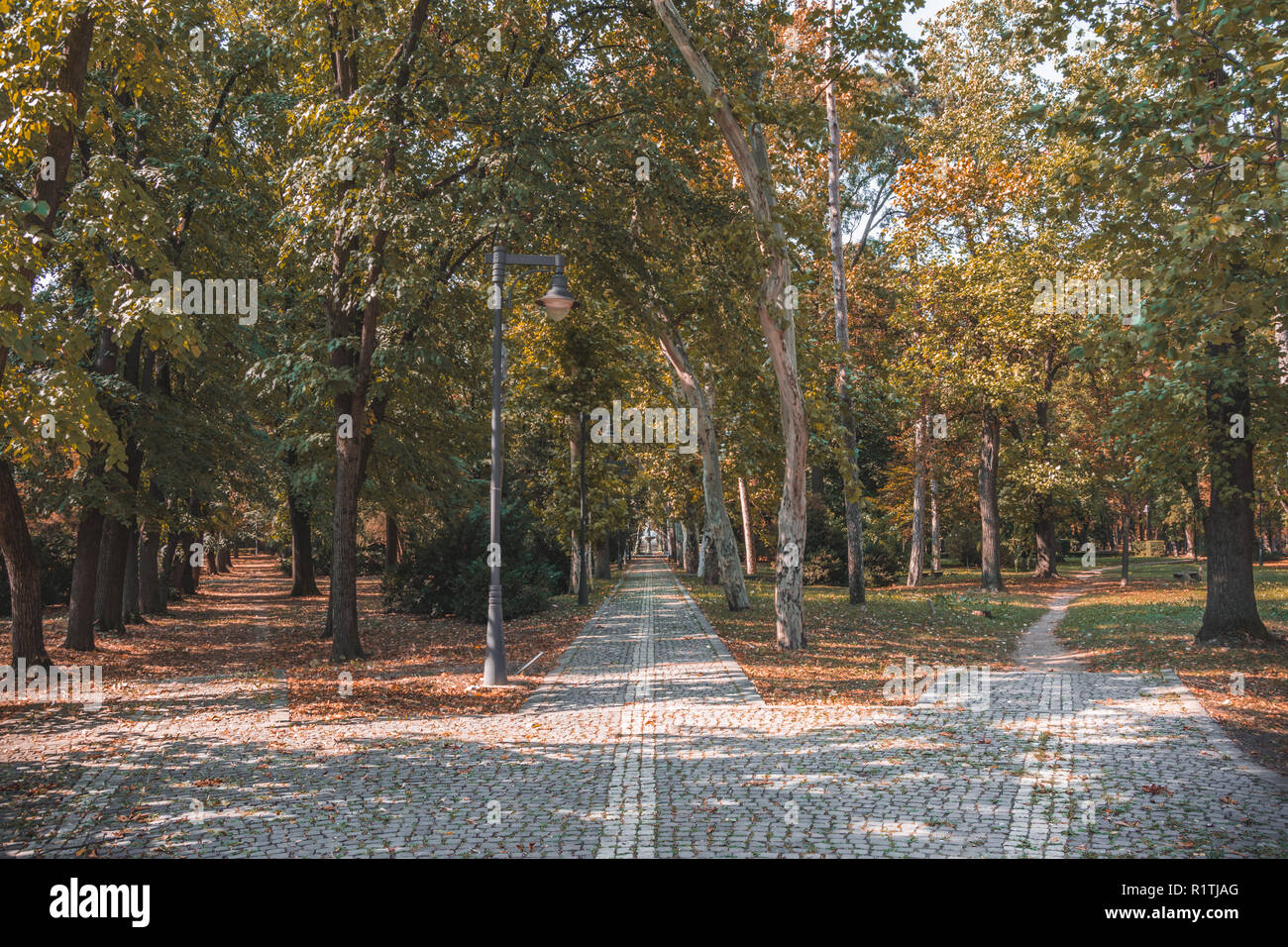 Three paths through the city park. Autumn in the park. Beautiful nature ...
