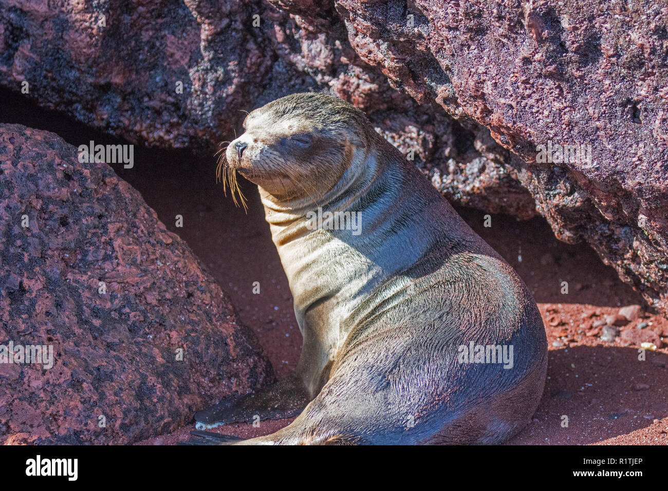 Galapagos island wildlife hi-res stock photography and images - Alamy