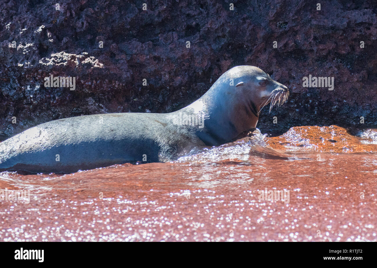 Galapagos island hi-res stock photography and images - Alamy