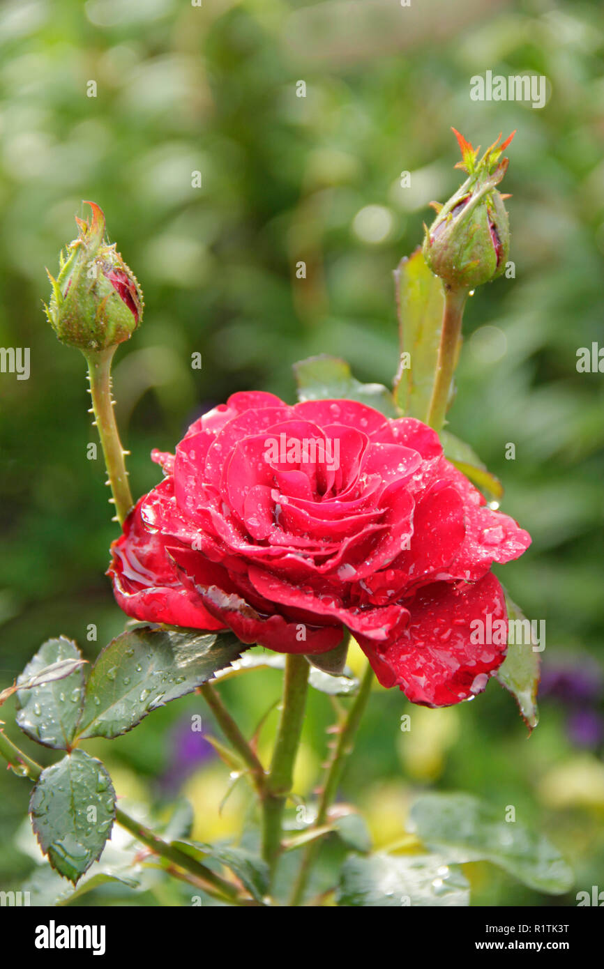 Red rose blossoming in garden after rain. Beautiful flower closeup ...