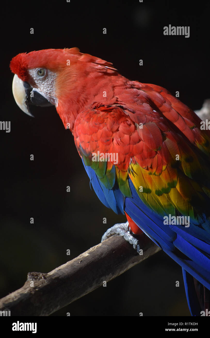 Cute red scarlet macaw with a fluffy head Stock Photo - Alamy