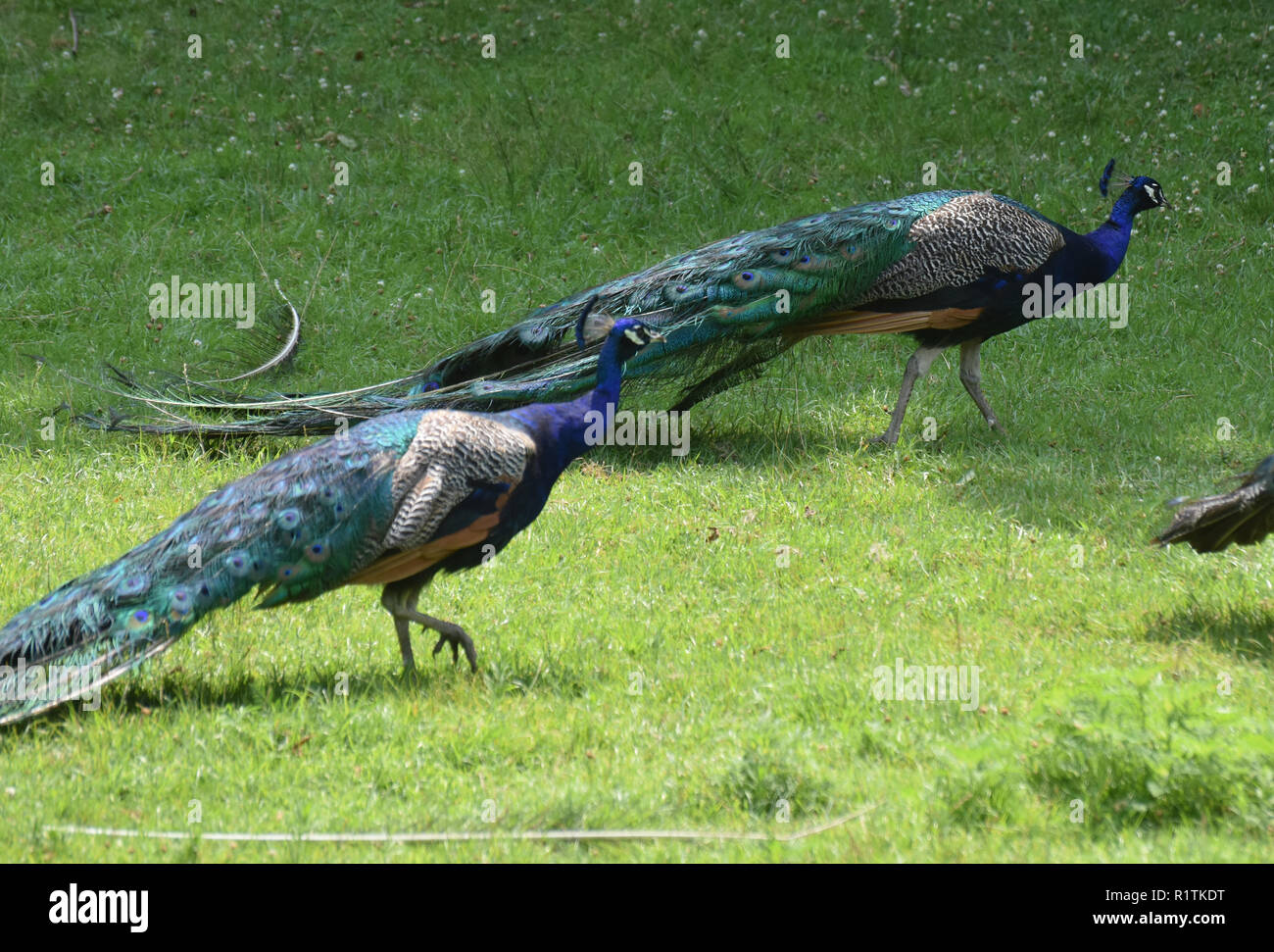 Two Gorgeous Peacocks Up Close in Nature Stock Photo - Alamy