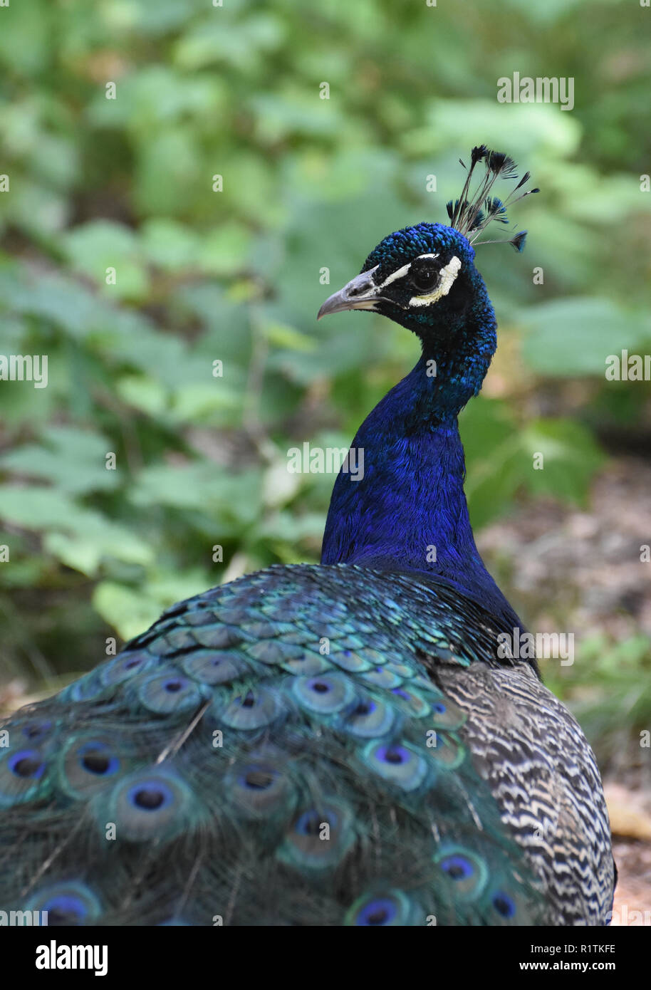 Curious peacock hi-res stock photography and images - Alamy