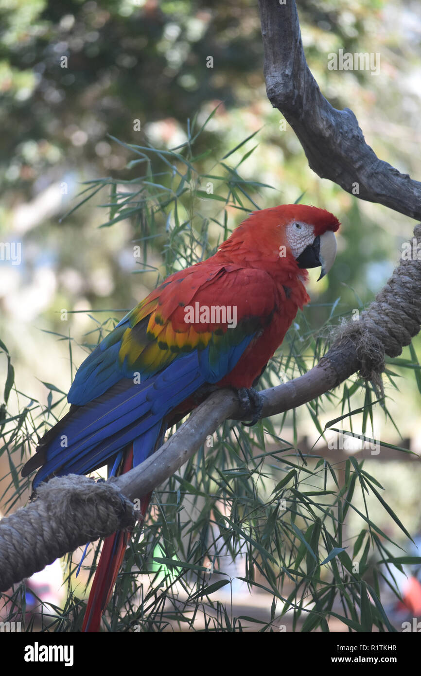 Beautiful scarlet macaw resting on a tree branch Stock Photo - Alamy
