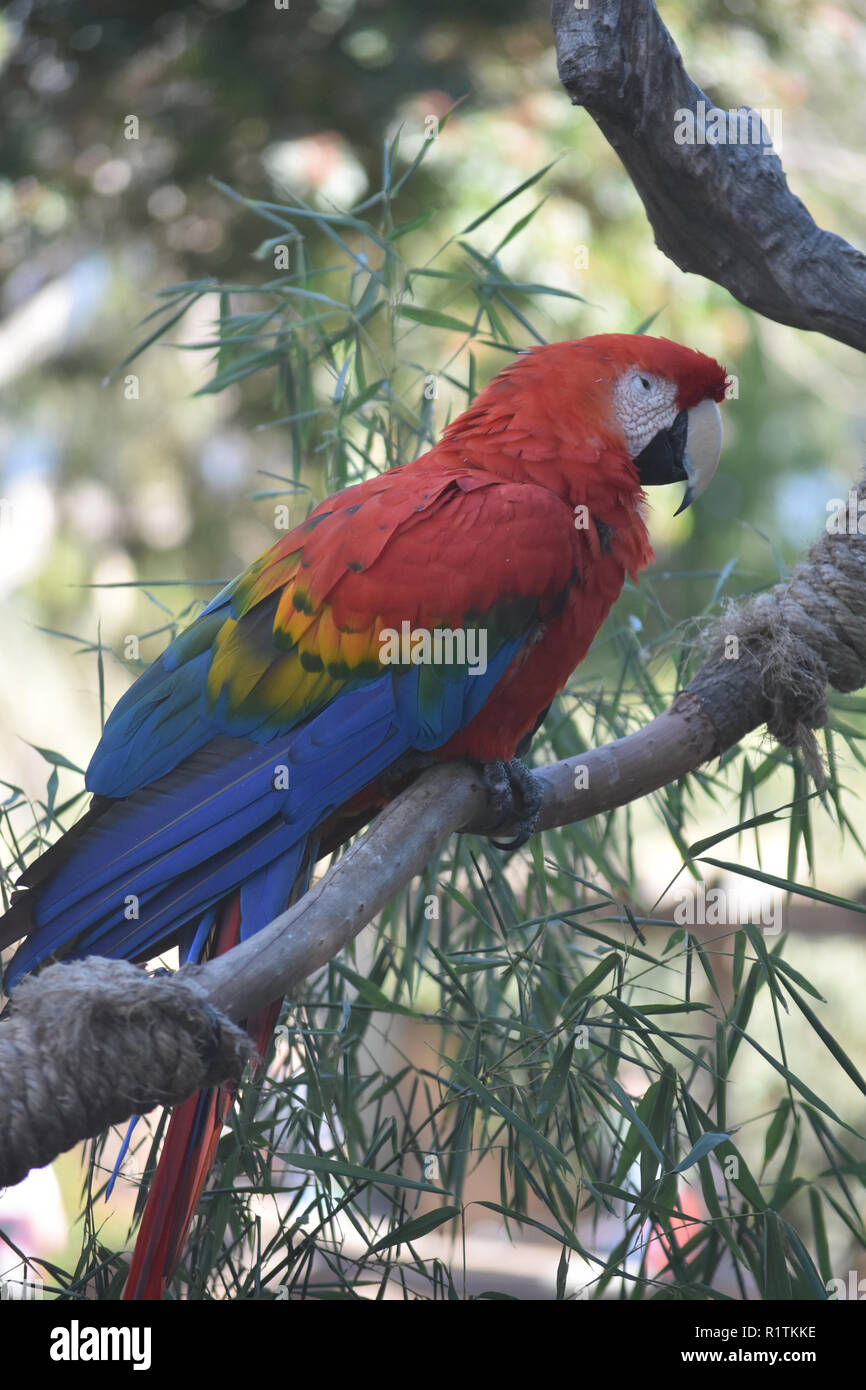 Side view of a beautiful macaw parrot sitting Stock Photo - Alamy