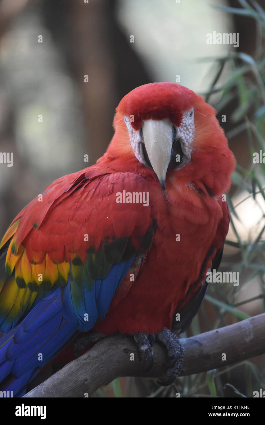 Adorable scarlet macaw parrot with red feathers Stock Photo - Alamy