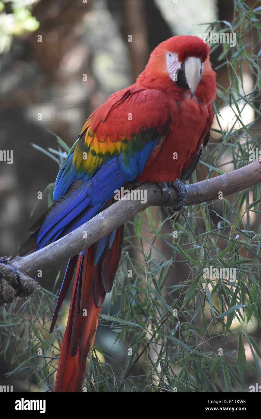 Pretty scarlet macaw parrot fluffing its feathers Stock Photo - Alamy