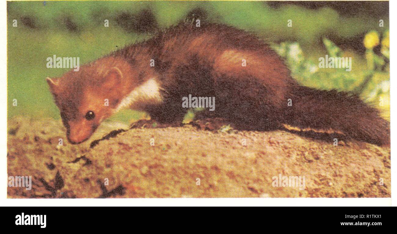 Putois hi-res stock photography and images - Alamy