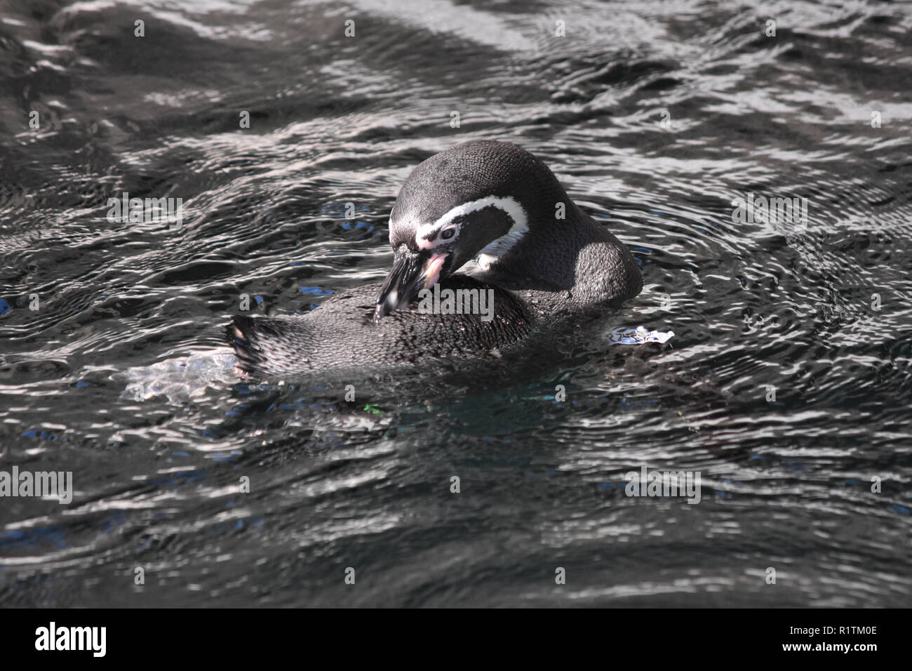 Sweet penguin swimming with ripply water Stock Photo - Alamy