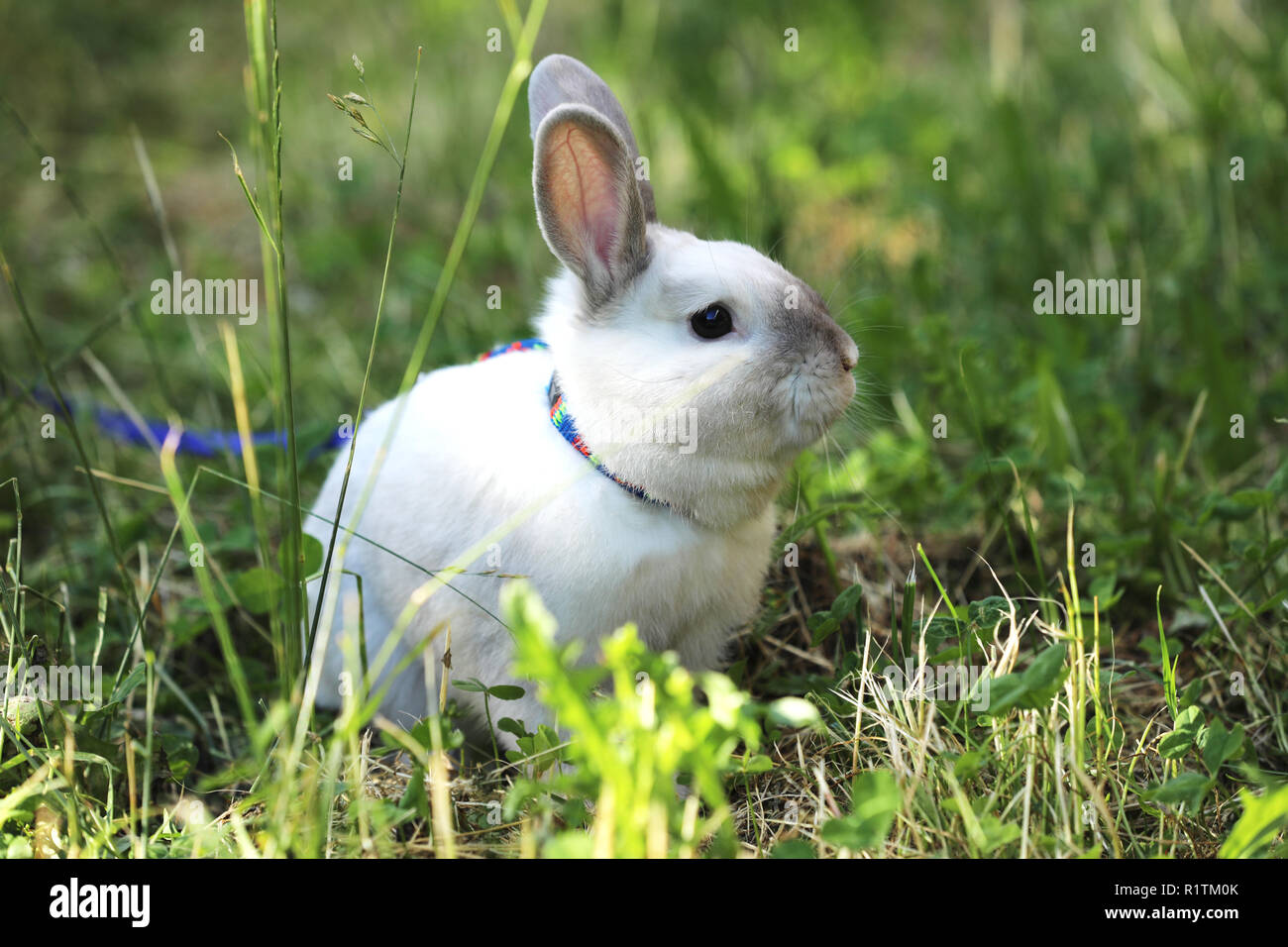 White rabbit with blue lead on the pasture Stock Photo - Alamy