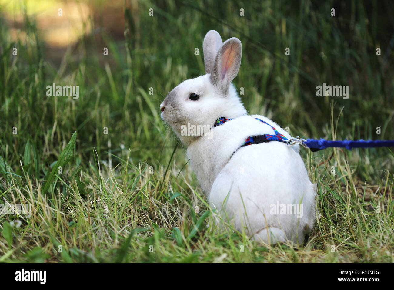 Rabbit sitting in grass hi-res stock photography and images - Alamy