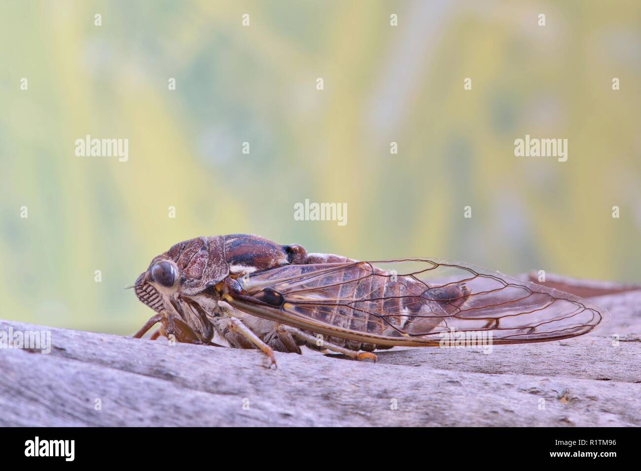 A Cicada of the Cicadoidea family is resting on a piece of bark as seen ...