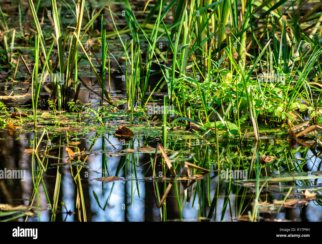 Reed in swamp reflecting in water Briesetal Birkenwerder Stock Photo ...