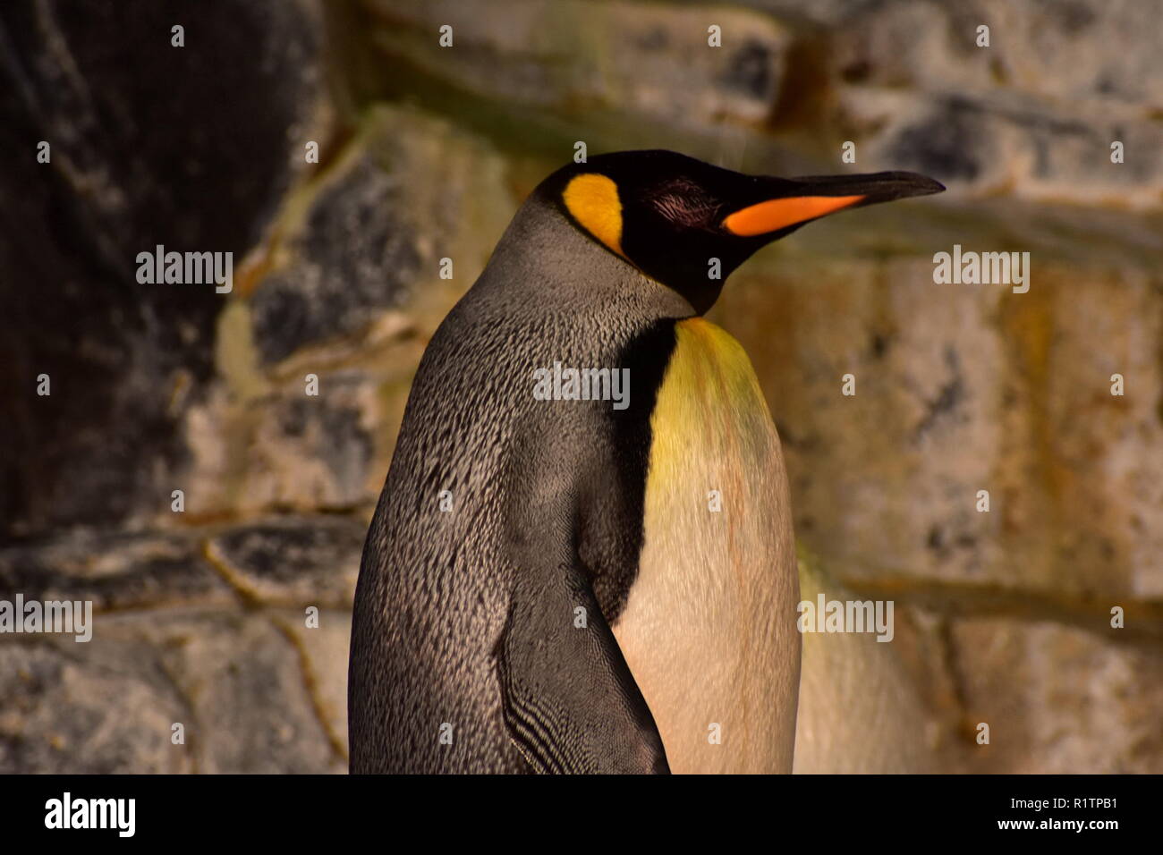 Orlando, Florida. September 21. Beatiful Emperor Penguin at Seaworld ...