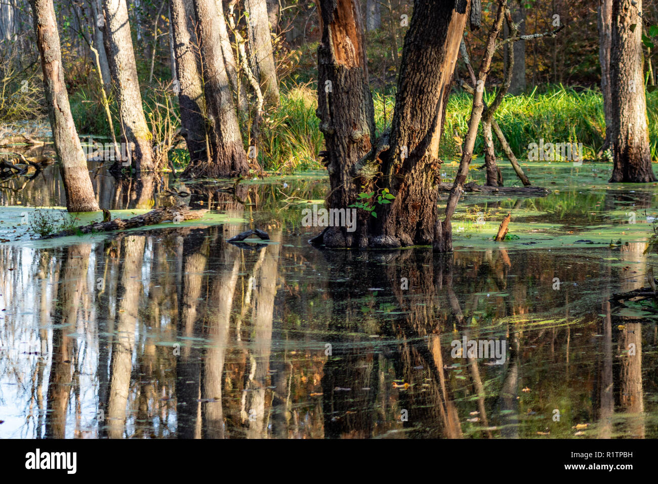 Reed leaves hi-res stock photography and images - Alamy