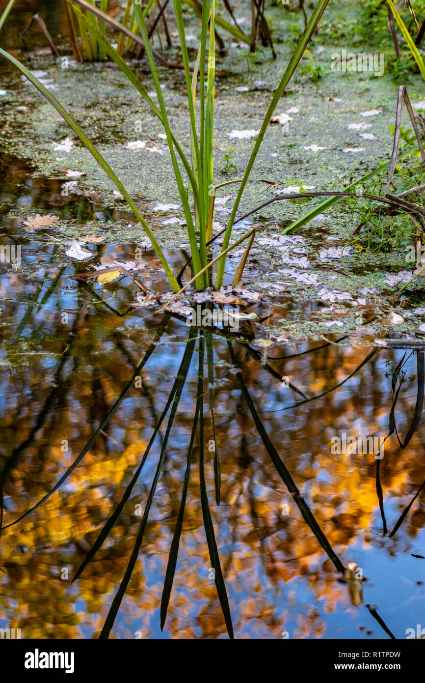 Reed in swamp reflecting in water Briesetal Birkenwerder Stock Photo ...