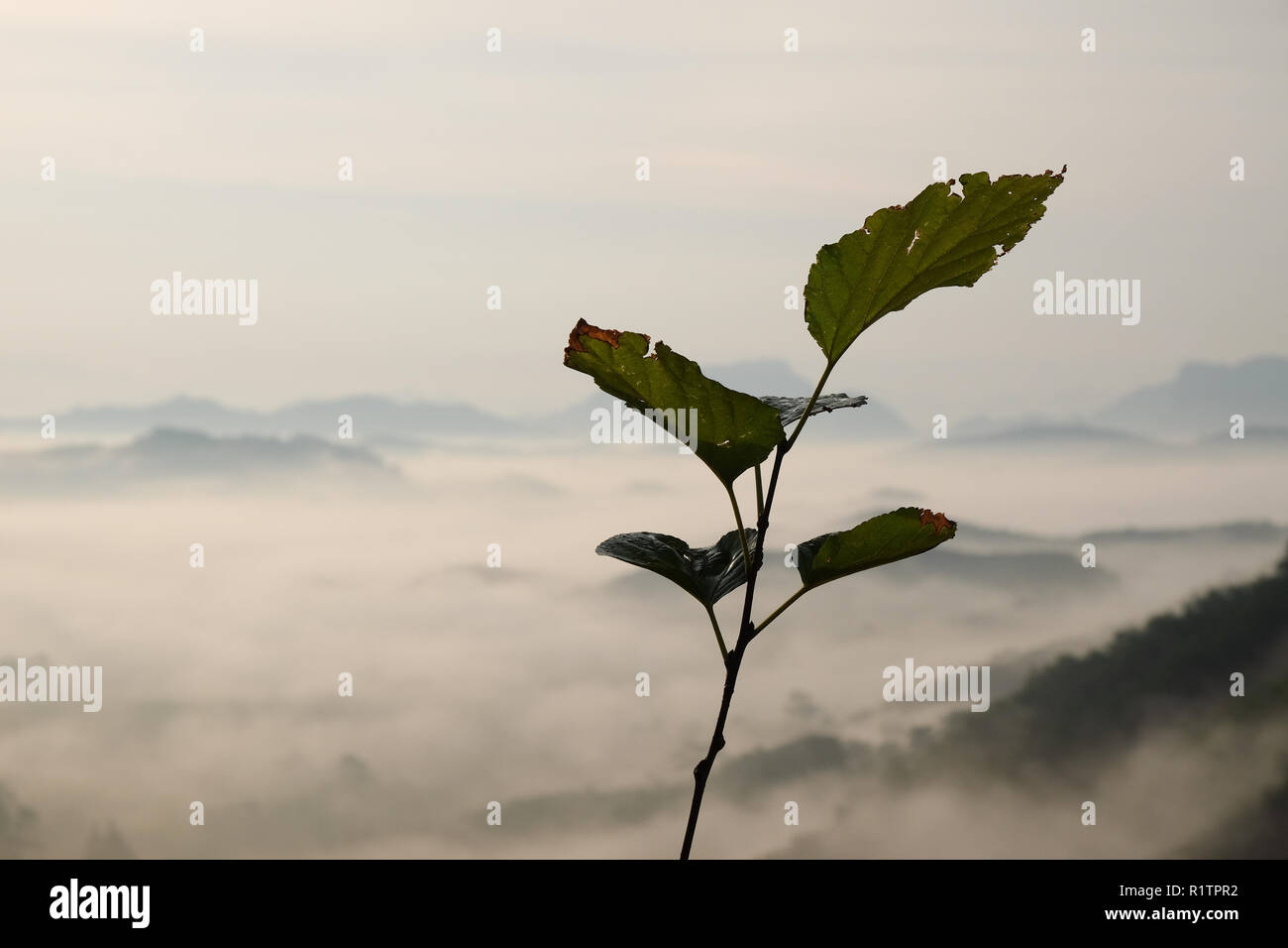 Fog mountain background hi-res stock photography and images - Alamy