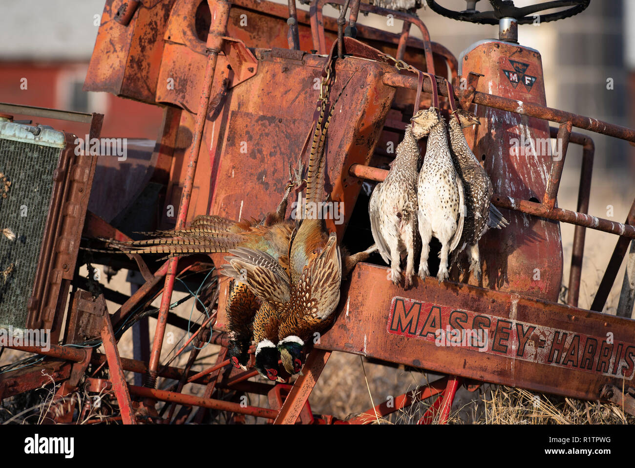 Harvested Pheasants and Grouse from a hunt in North Dakota Stock Photo ...