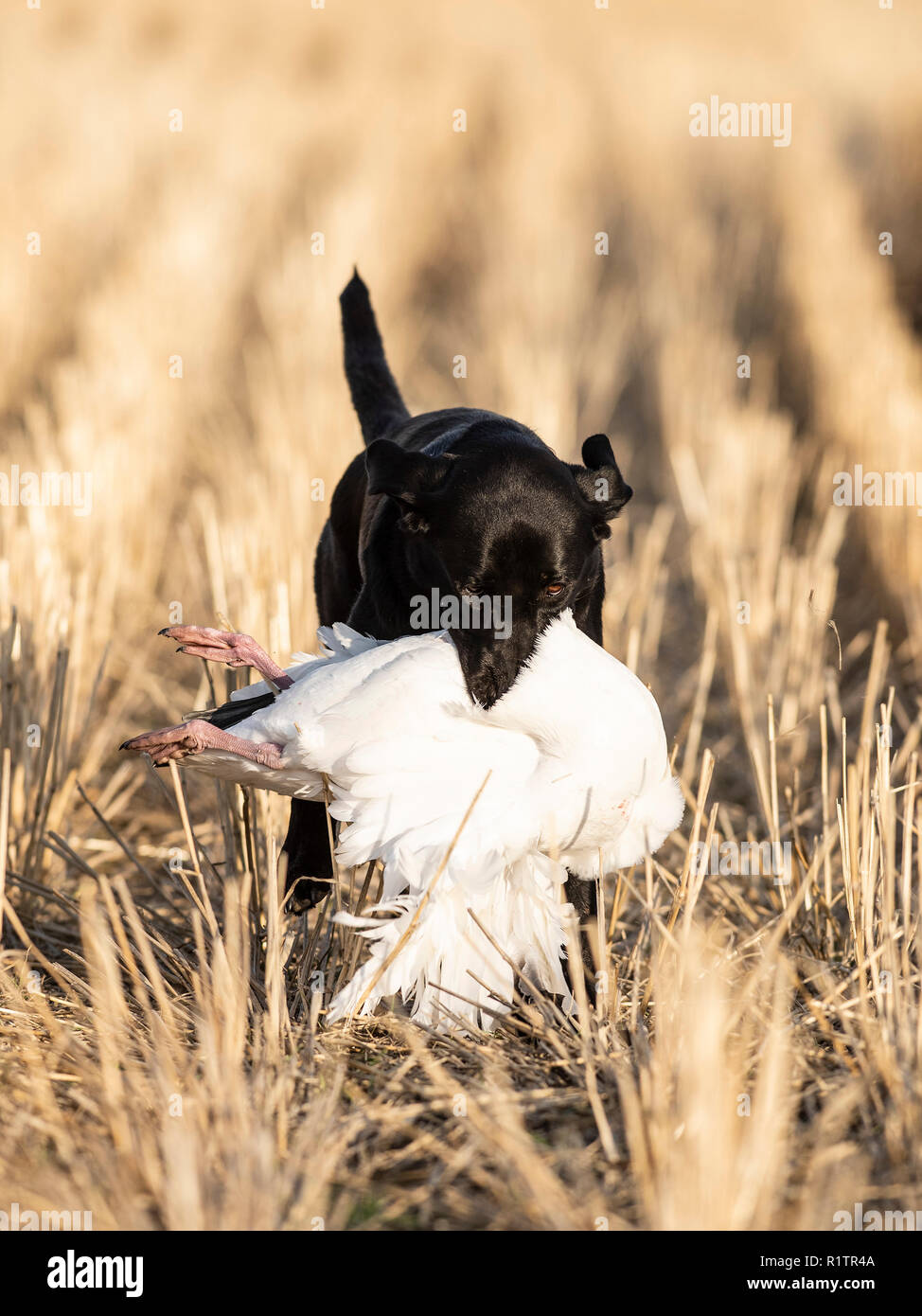 A Black lab with a goose in North Dakota Stock Photo - Alamy
