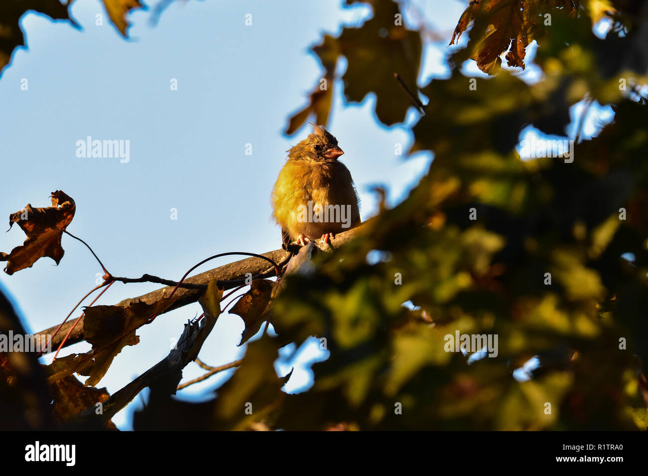 Female cardinal hi-res stock photography and images - Alamy