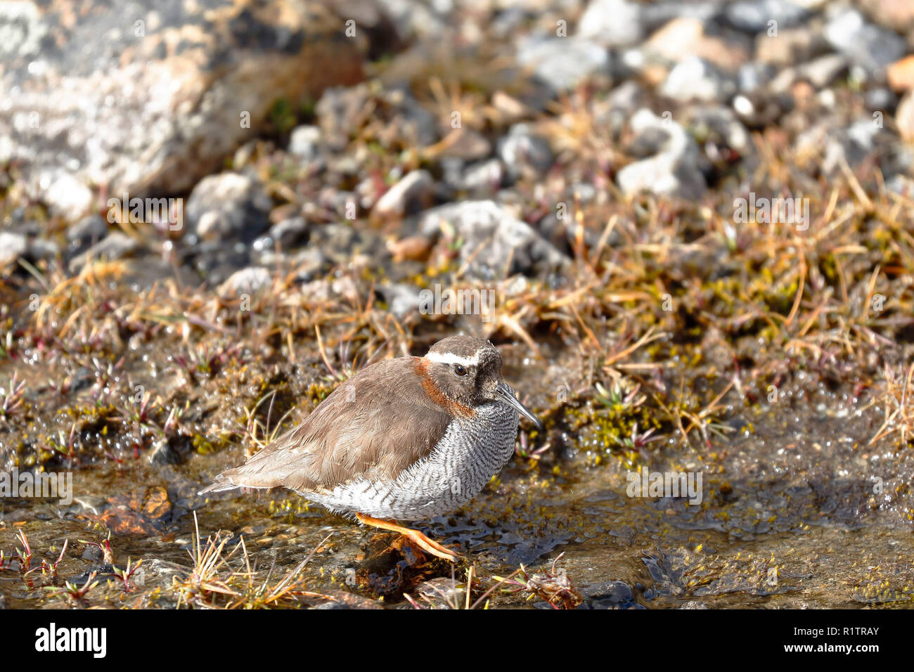 Rocky mountain plover hi-res stock photography and images - Alamy