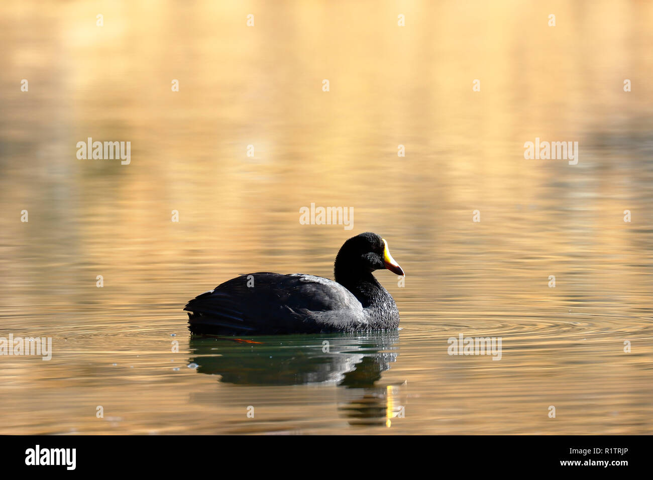 Giant coot (Fulica gigantea) sighted in its natural environment at 4000 ...