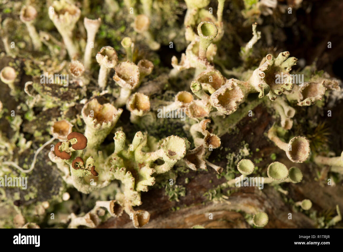 The lichen Cladonia fimbriata growing on an old rotten tree stump in ...