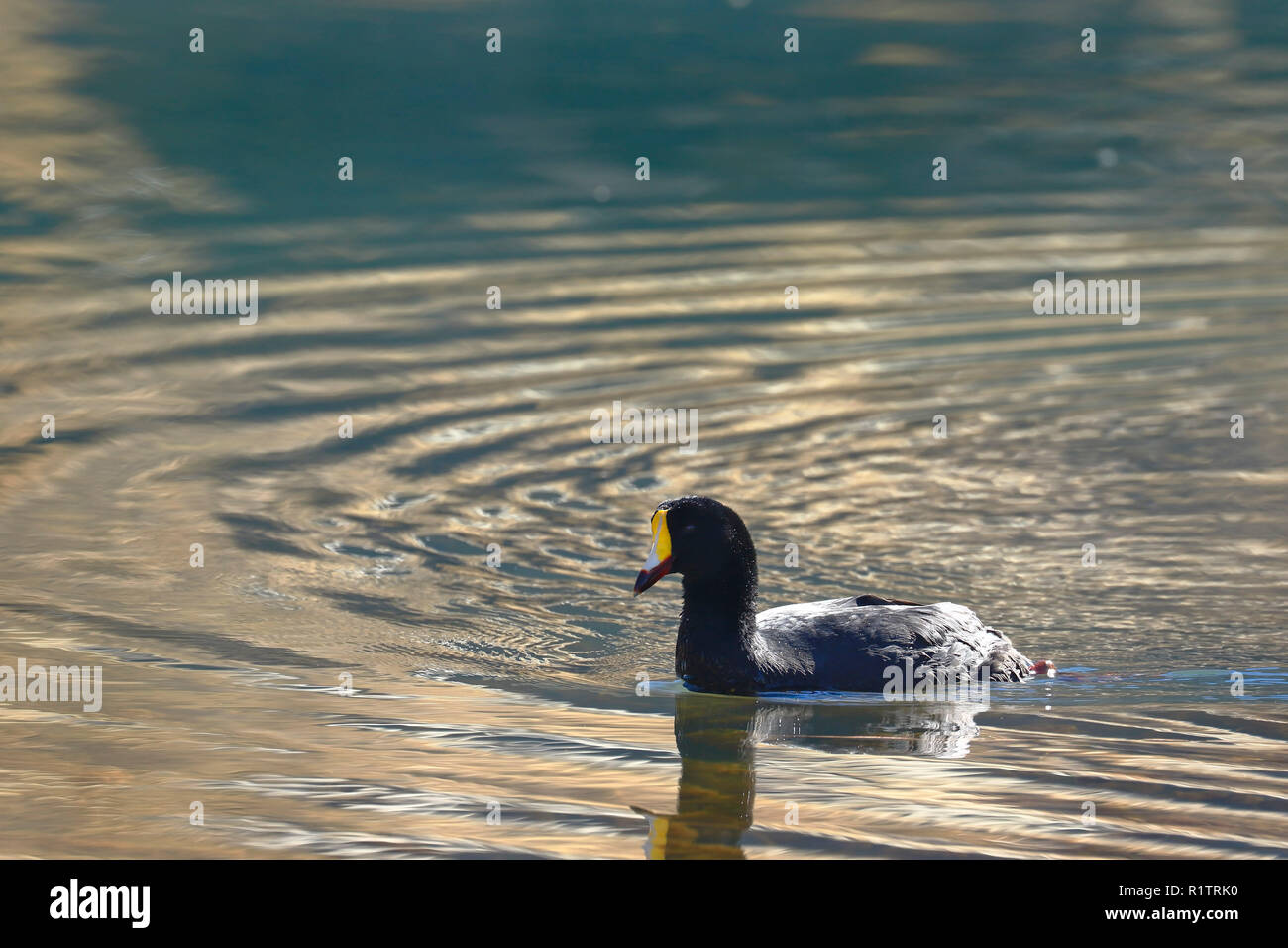 Giant coot (Fulica gigantea) sighted in its natural environment at 4000 ...