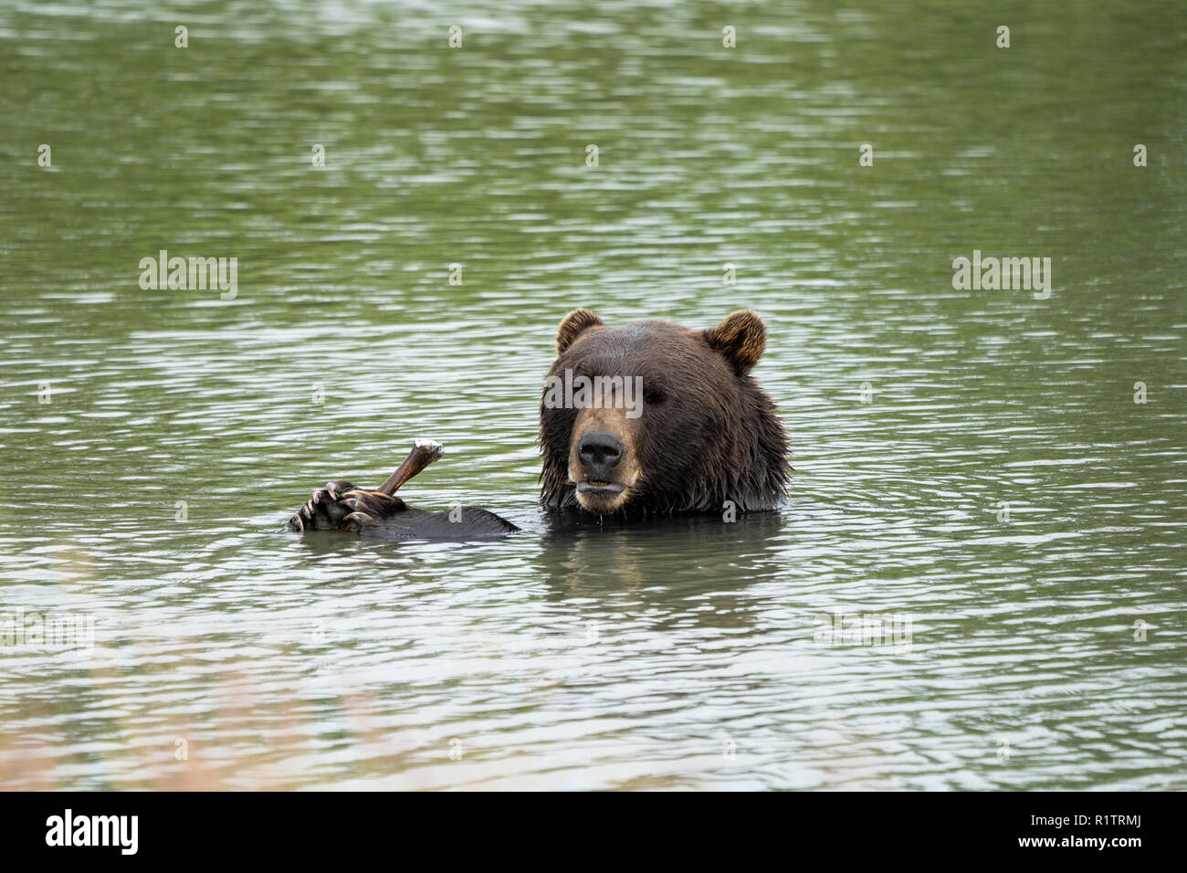 Alaskan grizzly bear sits in the water, eating a stick with his two ...