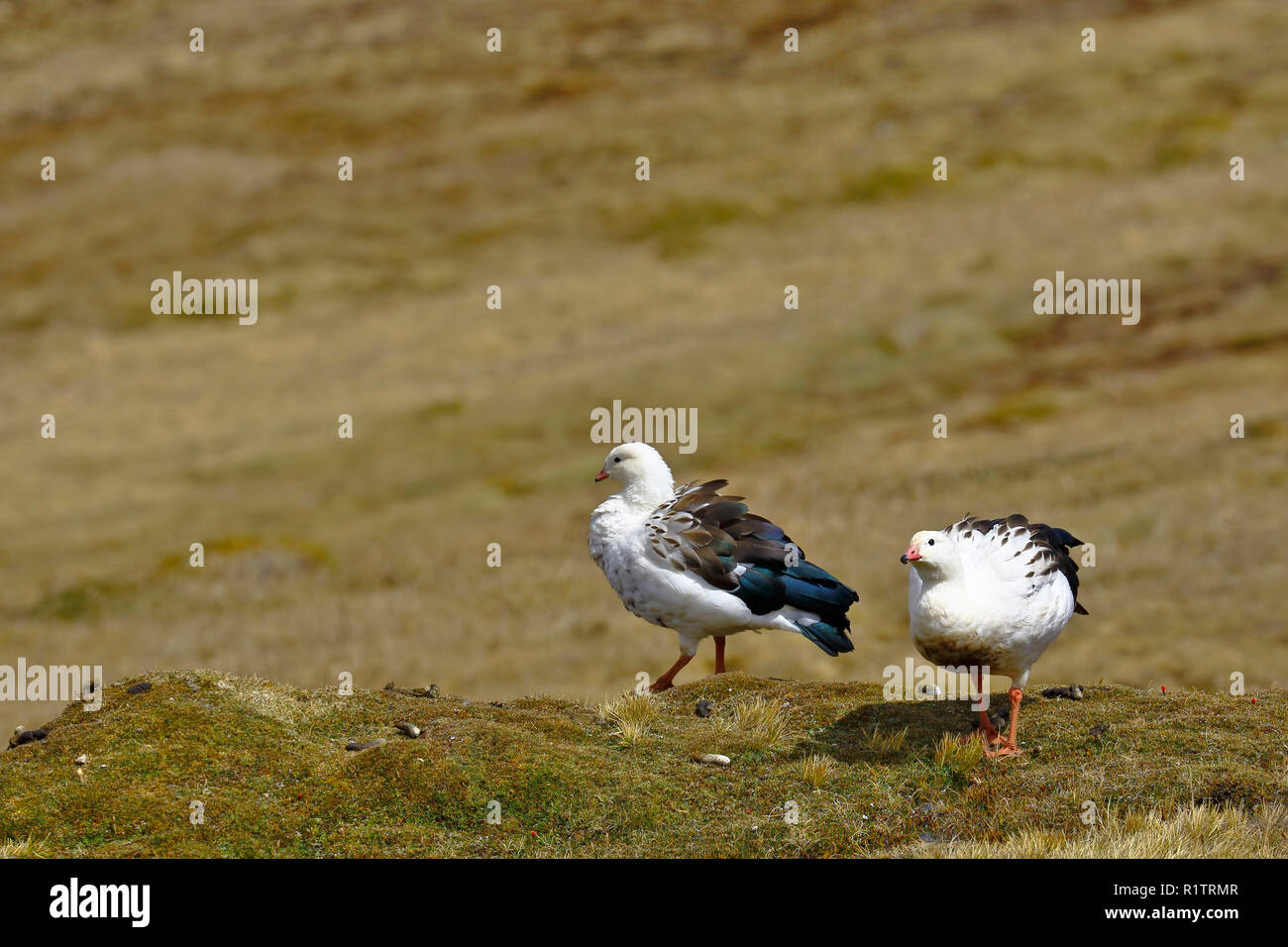 Puna grassland bird hi-res stock photography and images - Alamy