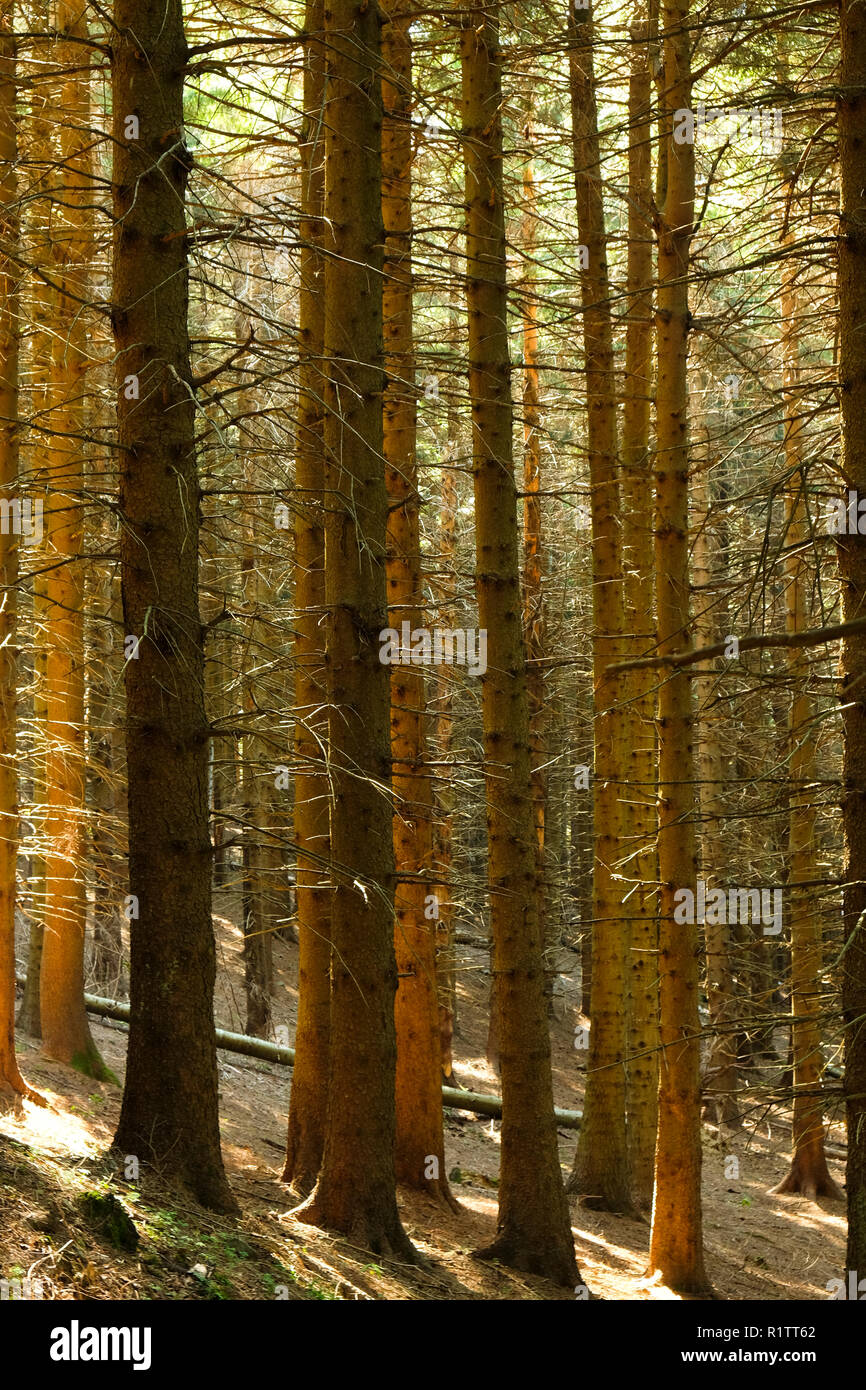 Forest background vertical hi-res stock photography and images - Alamy