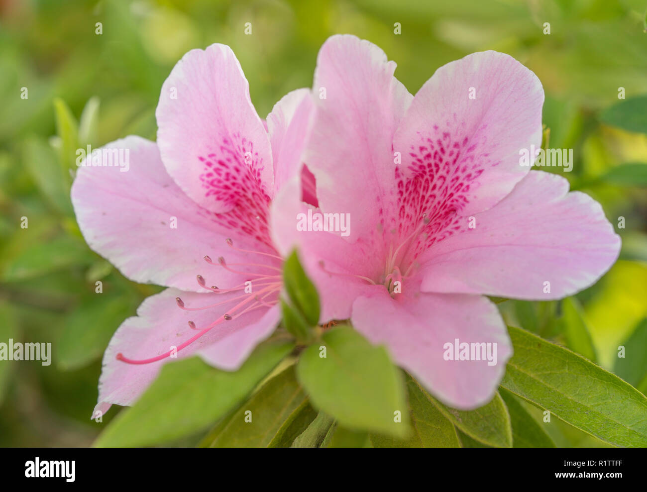 Cute pink azalea flower in spring in front of "Flower and Forest Tokyo ...