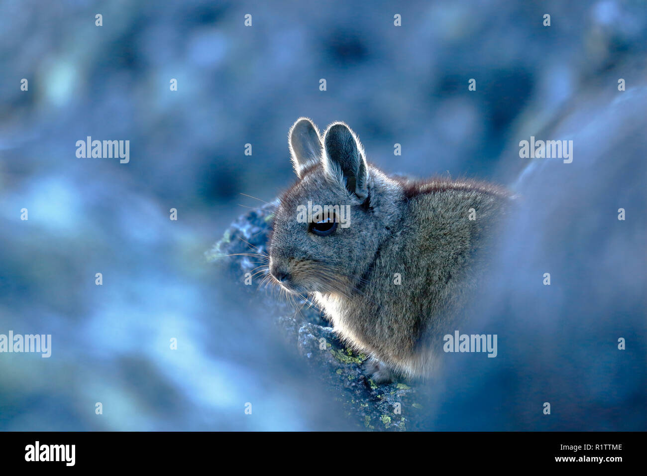 Andean rodent hi-res stock photography and images - Alamy