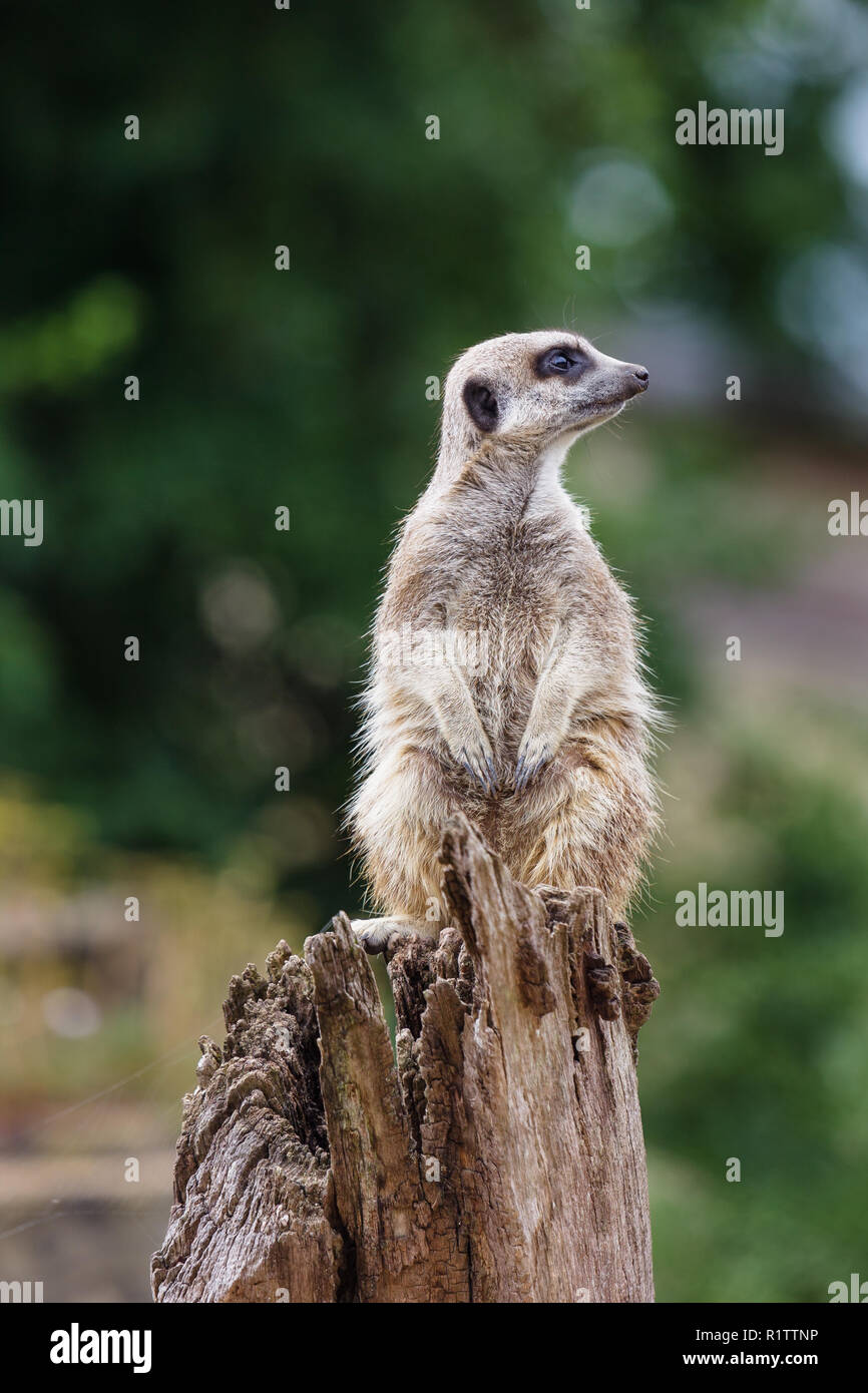 Meerkat surveying its surroundings Stock Photo - Alamy