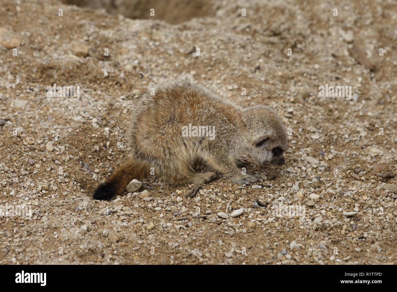 Young meerkat foraging Stock Photo - Alamy
