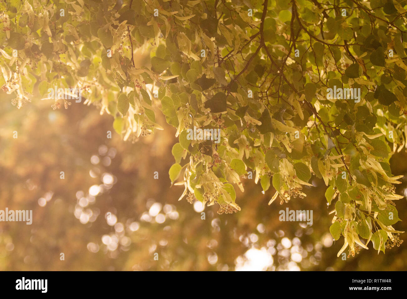 Trees in summertime, Leaves close up with lens flare Stock Photo - Alamy