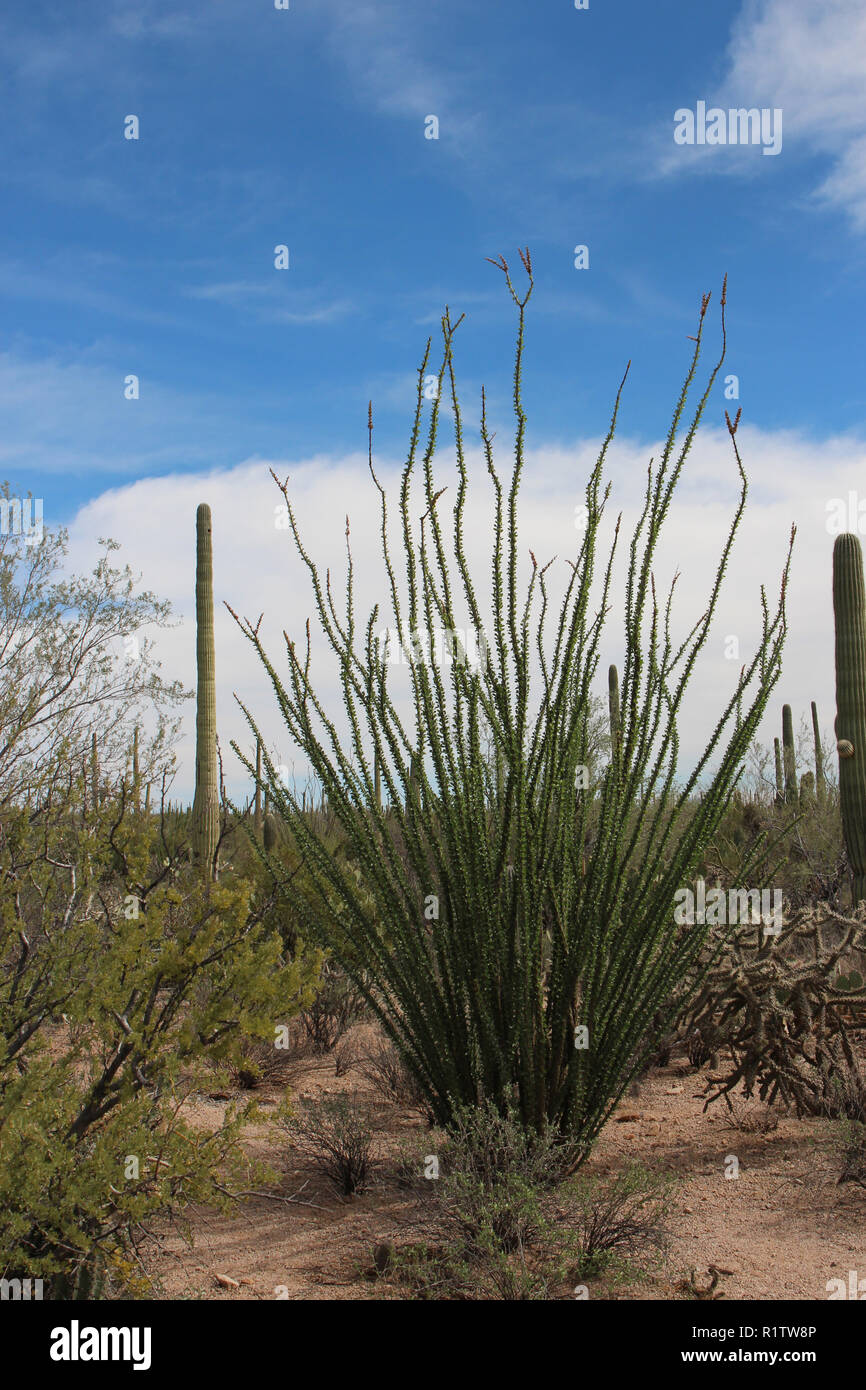 Desert landscape with Ocotillo, Saguaro, Cholla cacti and creosote ...