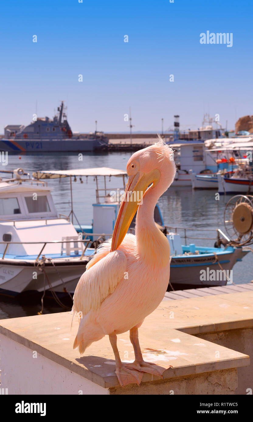 Pink pelican at paphos harbour hi-res stock photography and images - Alamy