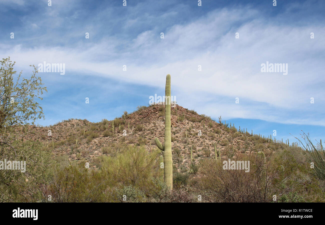 Mountainous desert landscape with saguaro cacti and creosote bushes ...