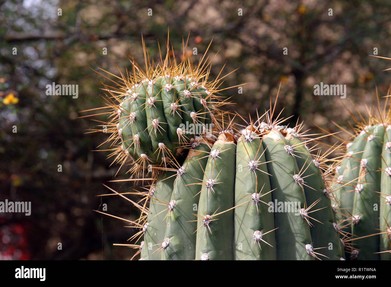 Cardon cactus spines hi-res stock photography and images - Alamy