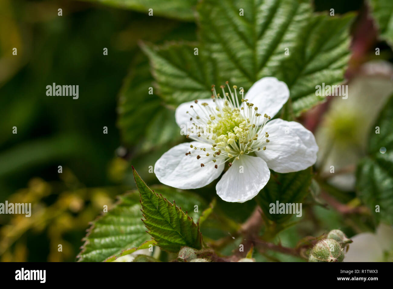 Rubus fruticosus, Bramble flower closeup, Dorset, UK Stock Photo - Alamy